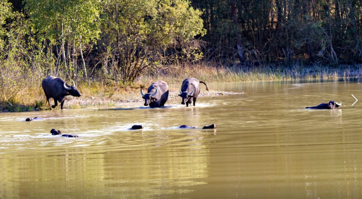 Wahner Heide: 7 Tipps zu Wanderwegen und wo es jetzt blüht