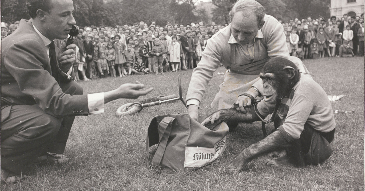 Mythos Petermann: Als ein Affe aus dem Kölner Zoo ausbrach